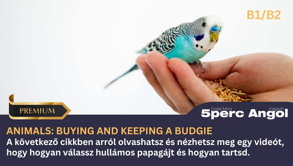 ANIMALS: Buying and Keeping a Budgie